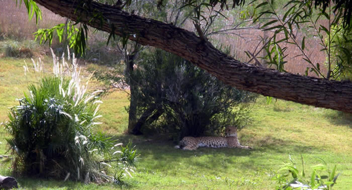USA Picture Information: Cheetah at Phoenix Zoo in Arizona