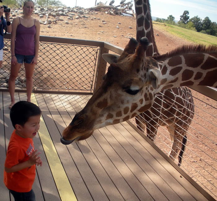 USA Picture Information: Jacob and Giraffe at Phoenix Zoo in Arizona