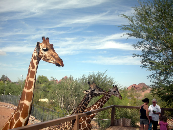 Pictures of Phoenix Zoo in Arizona