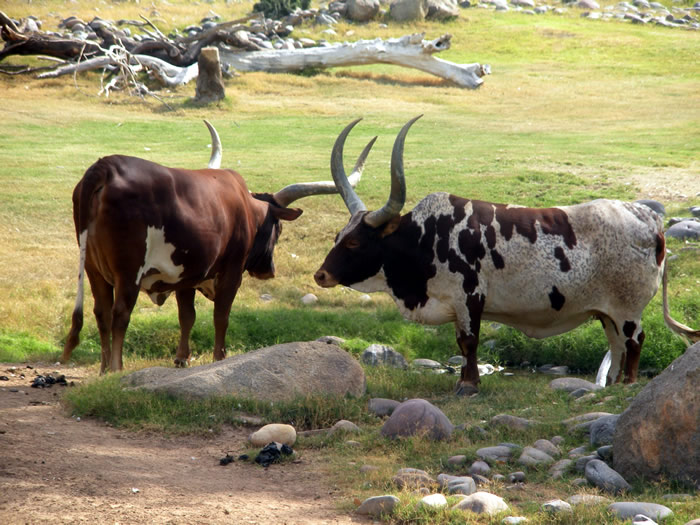 USA Picture Information: Watusi Cattle at Phoenix Zoo in Arizona