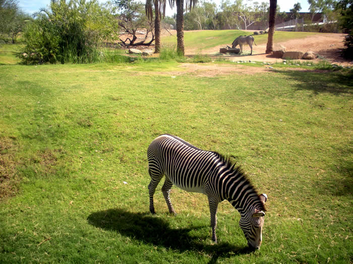 USA Picture Information: Zebra at Phoenix Zoo in Arizona